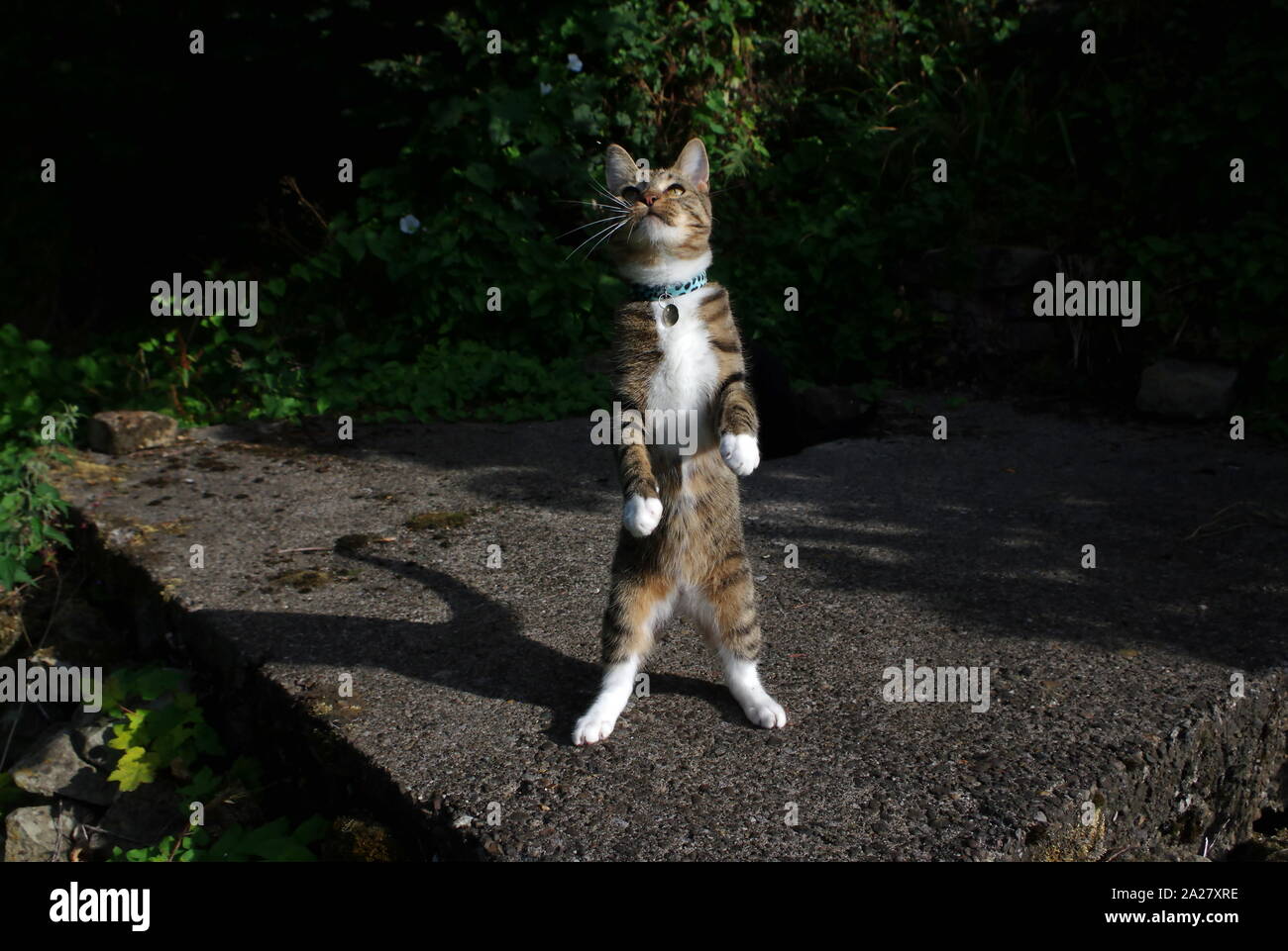 Cat legs stand hi-res stock photography and images - Alamy