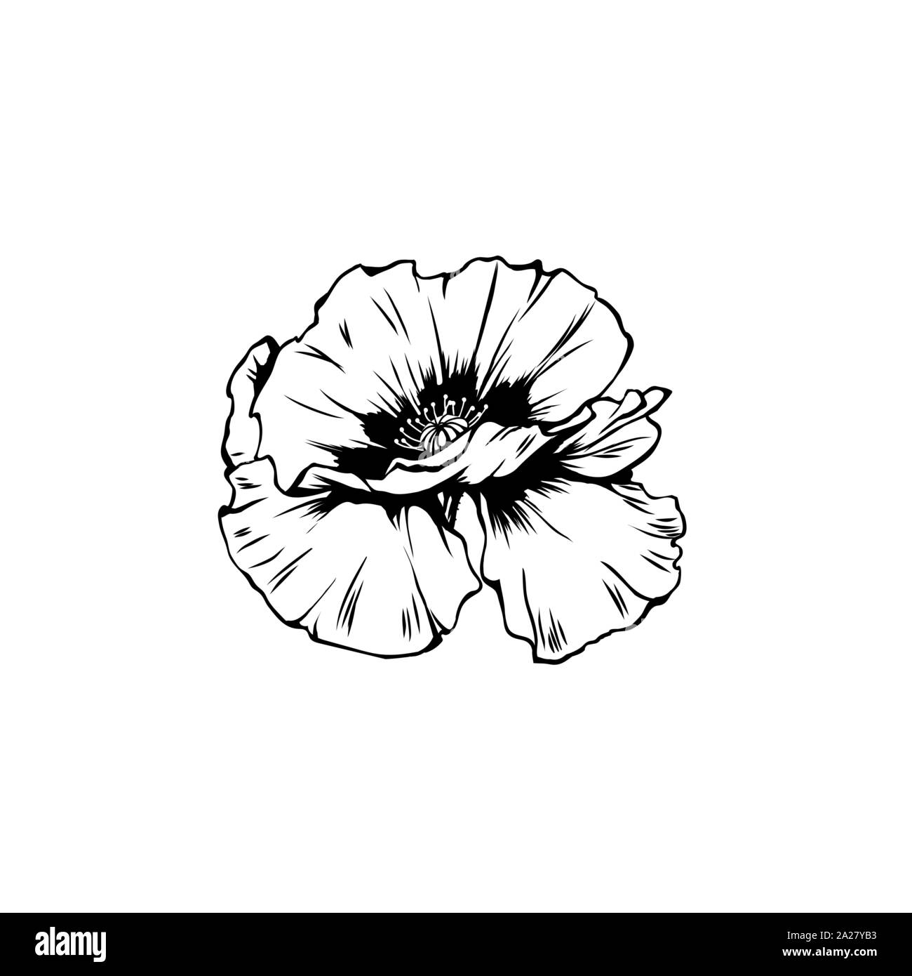 Poppy flower hand drawn vector illustration. Summer blooming honey ...