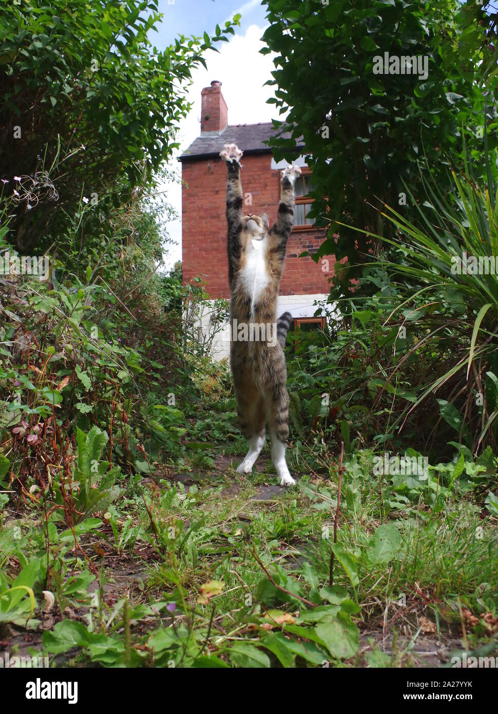 Tabby cat standing on back legs Stock Photo - Alamy
