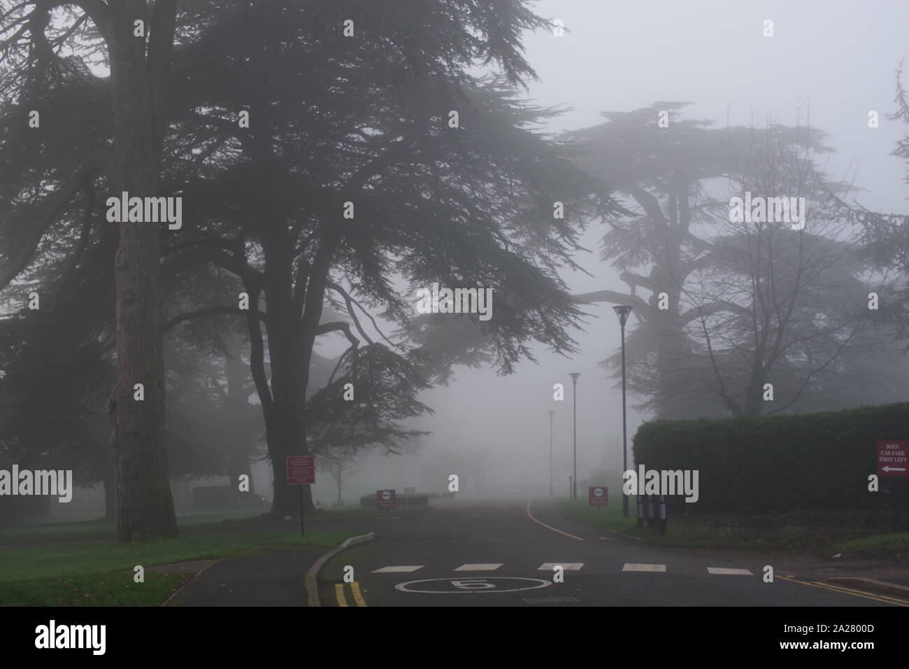 Mature Cedar of Lebanon (Cedrus libani) Tree on a Misty Winters Day ...