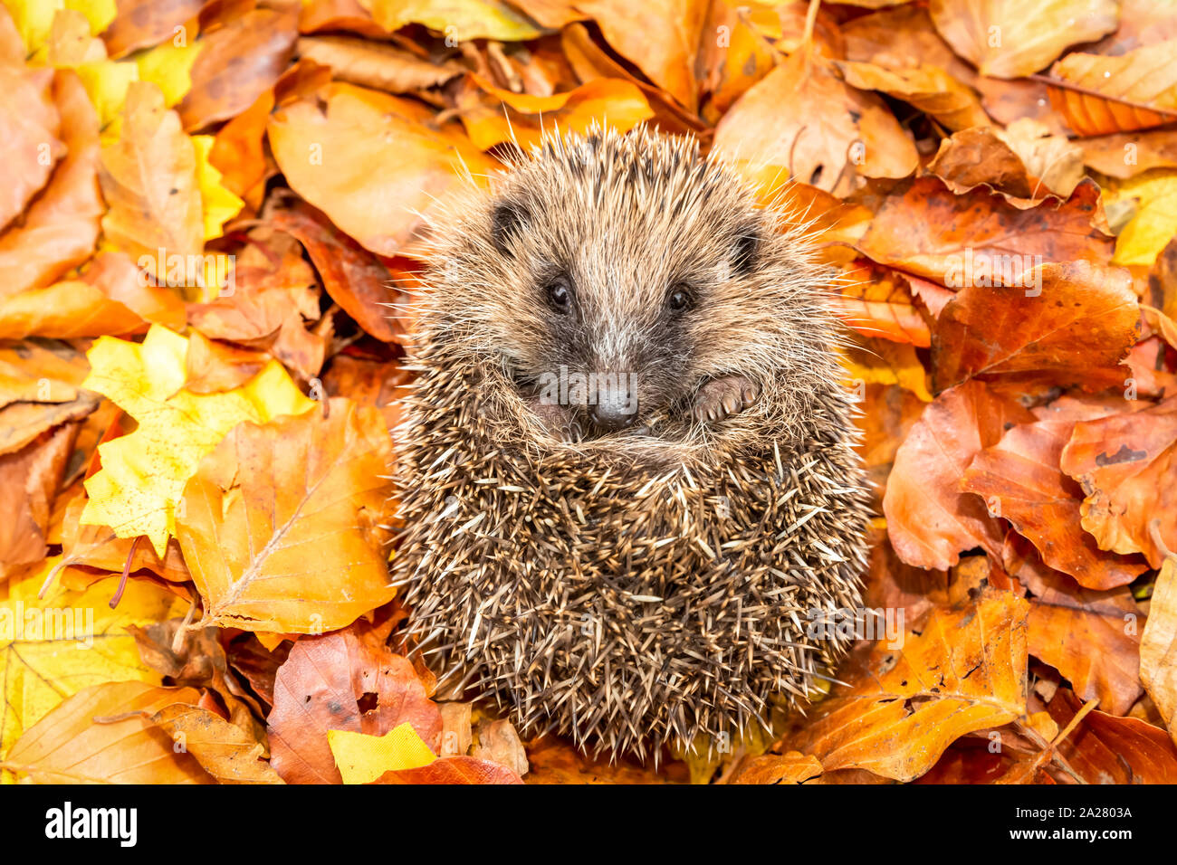 Native british animals hi-res stock photography and images - Alamy
