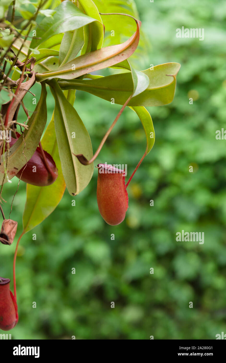 Tropical pitcher plant latin name Nepenthes ampullaria a carnivorous ...