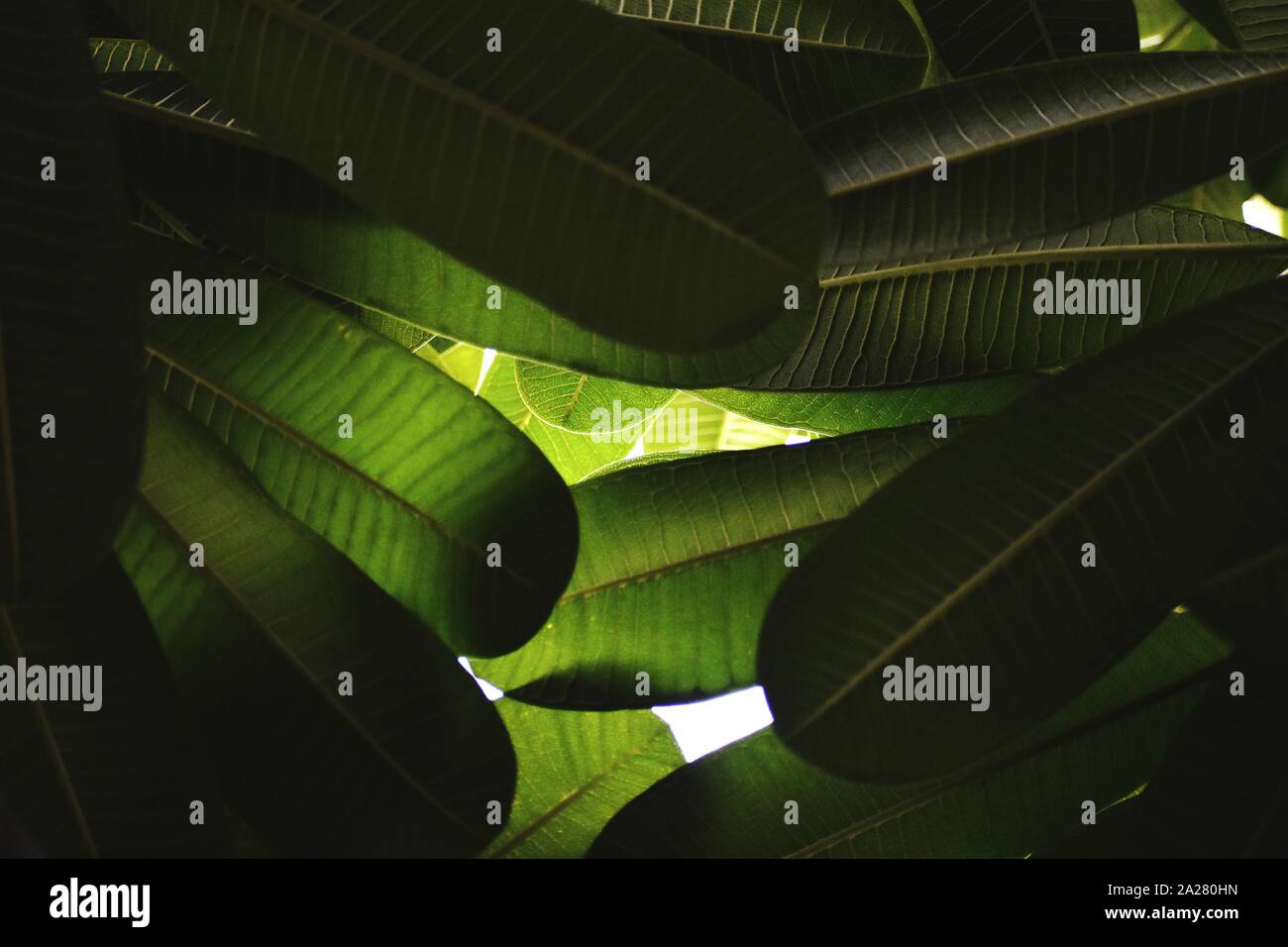Beauty of Nature Snap of Green leave Stock Photo - Alamy
