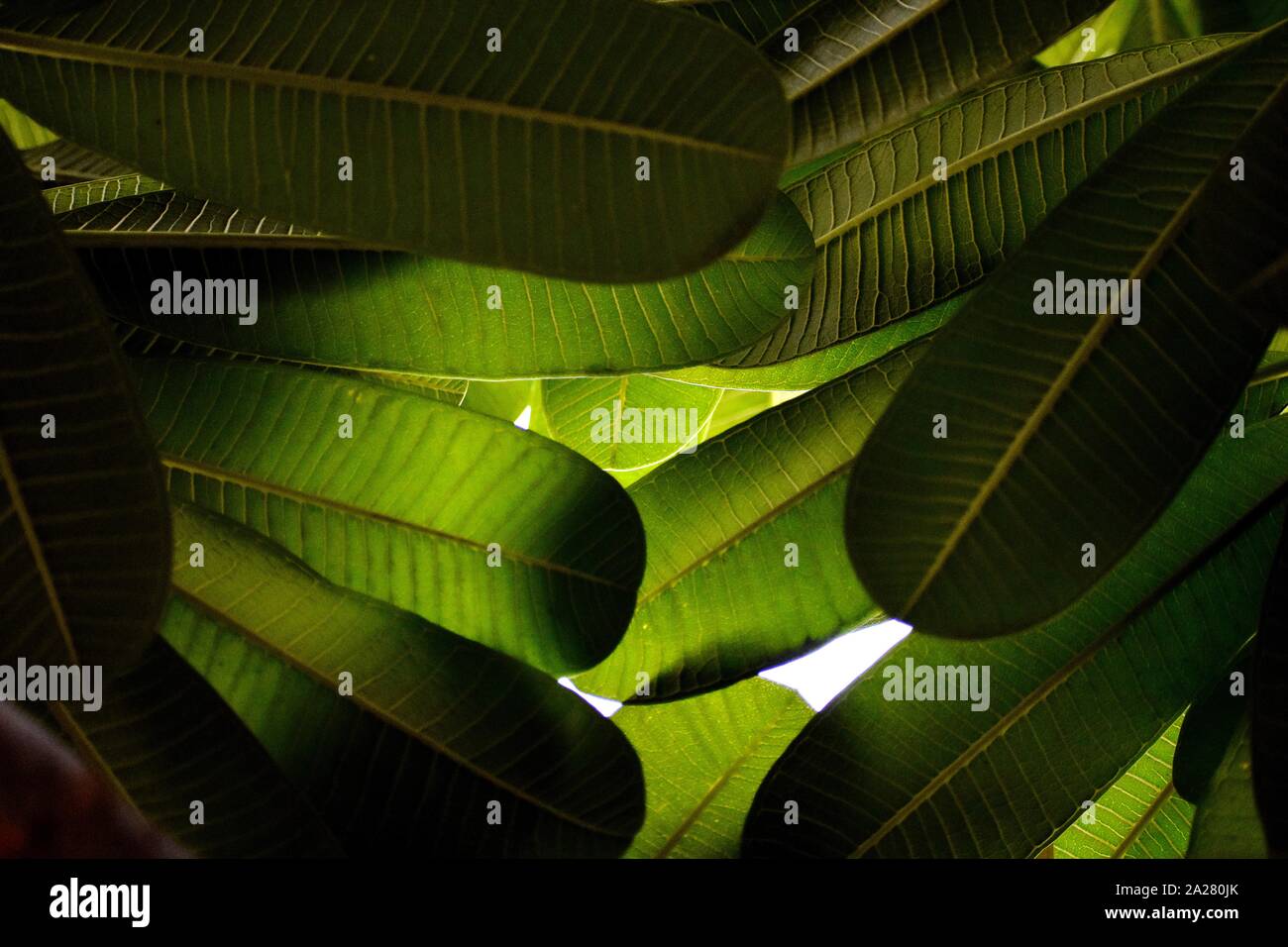 Beauty of Nature Snap of Green leave Stock Photo - Alamy