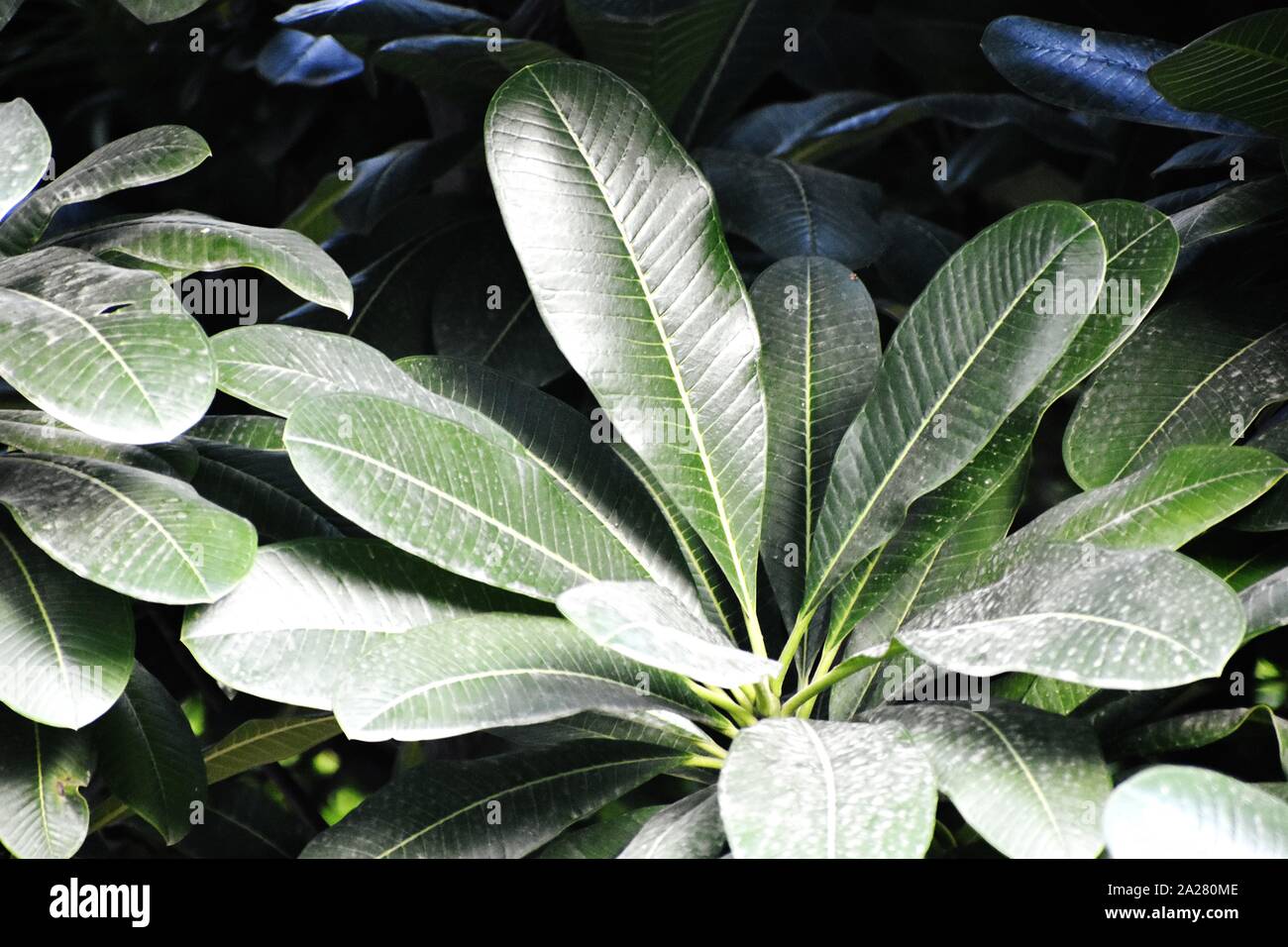 Beauty of Nature Snap of Green leave Stock Photo - Alamy