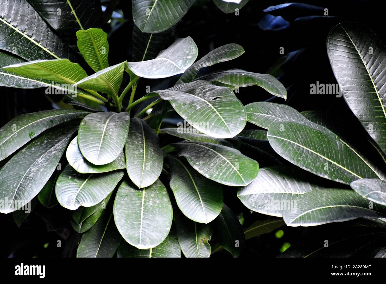 Beauty of Nature Snap of Green leave Stock Photo - Alamy