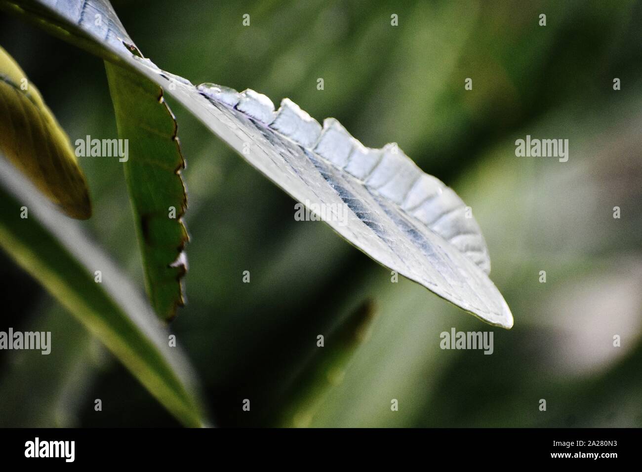 Beauty of Nature Snap of Green leave Stock Photo - Alamy
