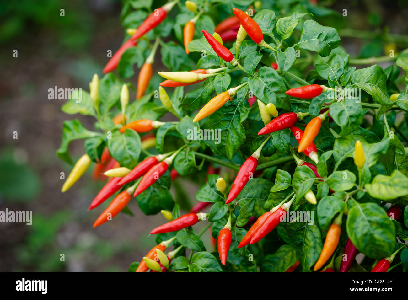 Bird pepper hi-res stock photography and images - Alamy