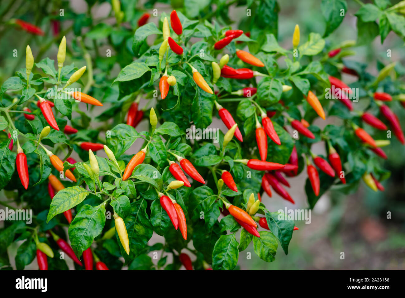 Green chilli tree hi-res stock photography and images - Alamy