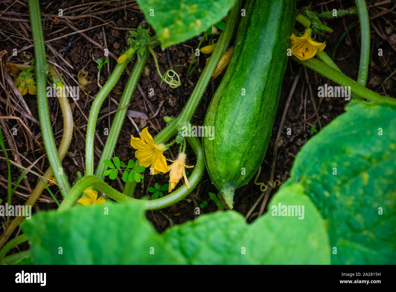 Cucumber plant flower organic field garden close up food natural raw ...
