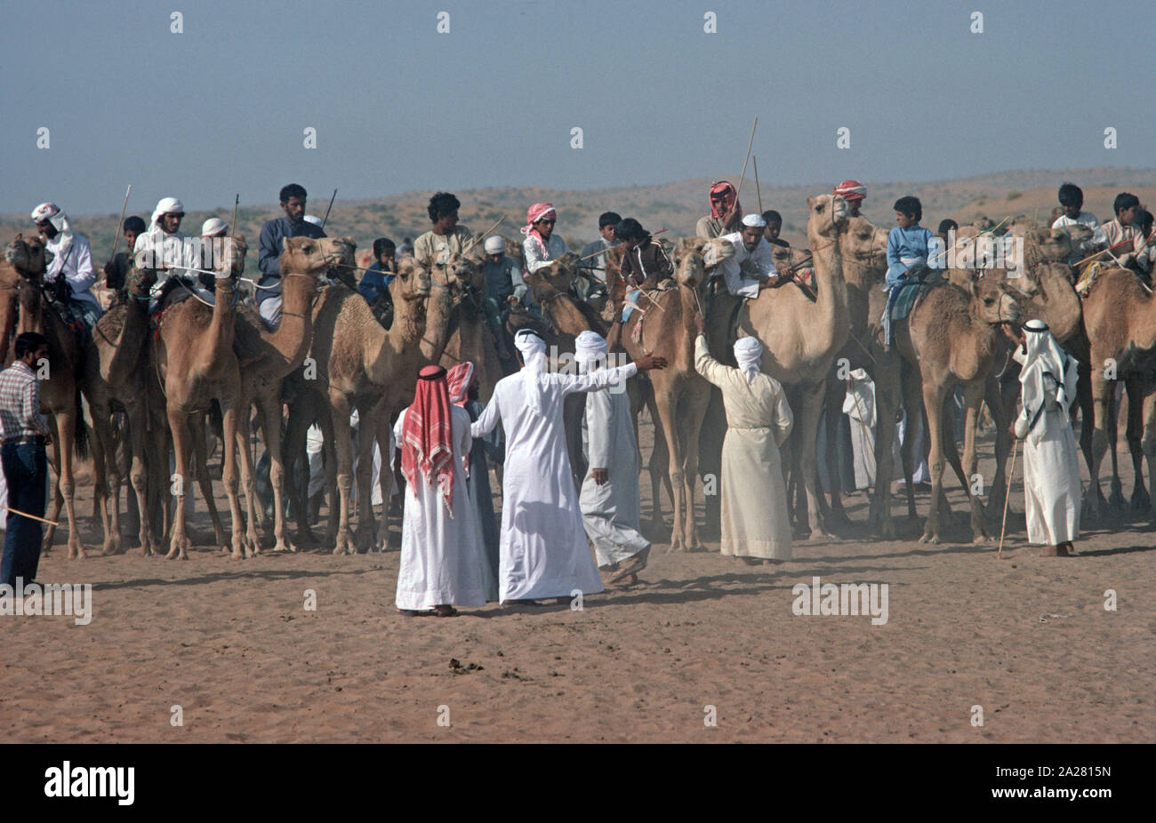 Racing camels at the start of a desert camel race, Dubai, United Arab ...