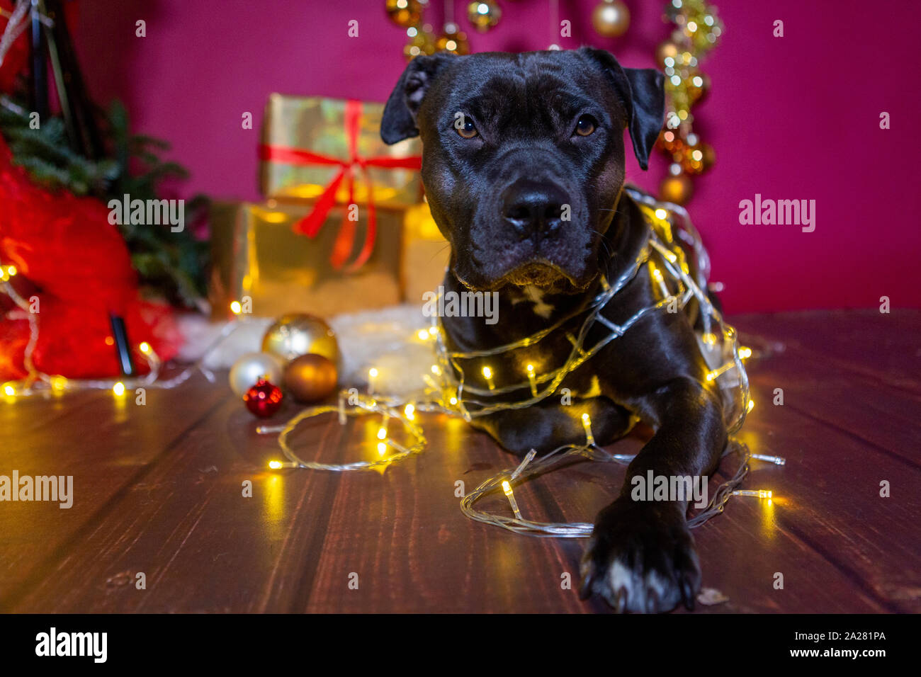Sad looking christmas tree hi-res stock photography and images - Alamy