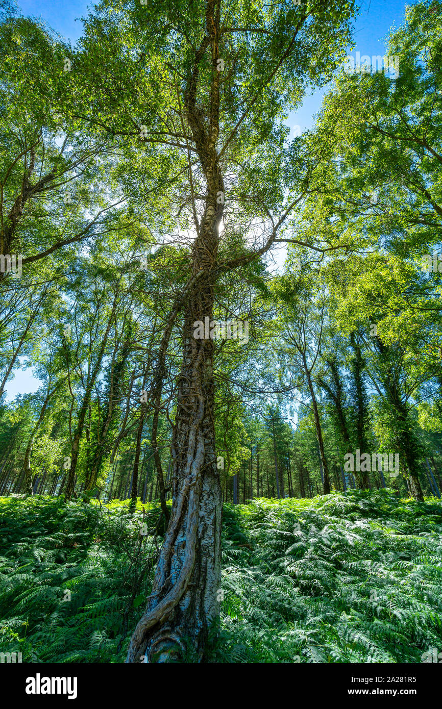 The New Forest National Park In the summer with the bright green trees ...