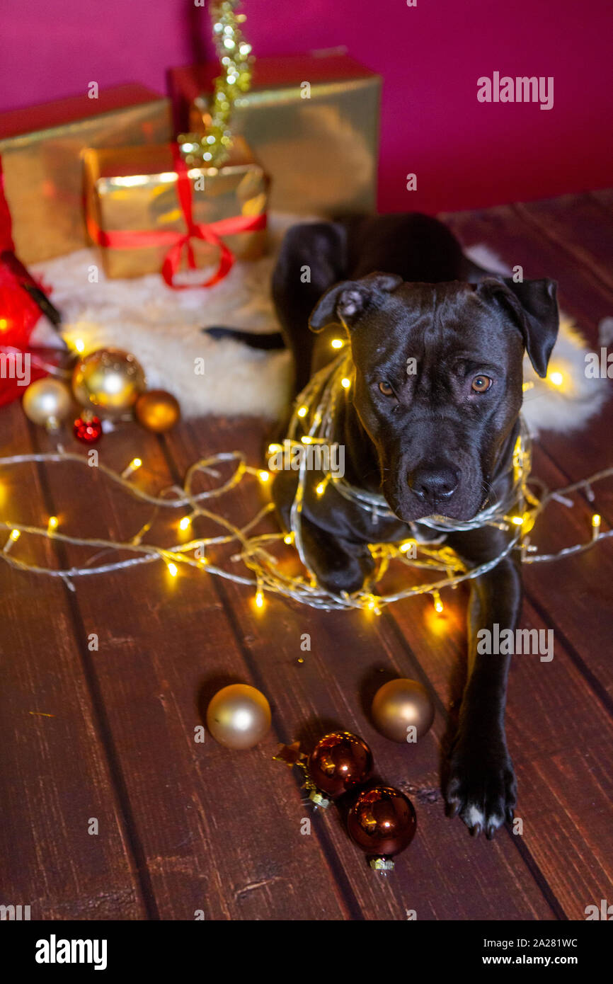 Children pitbull hi-res stock photography and images - Alamy