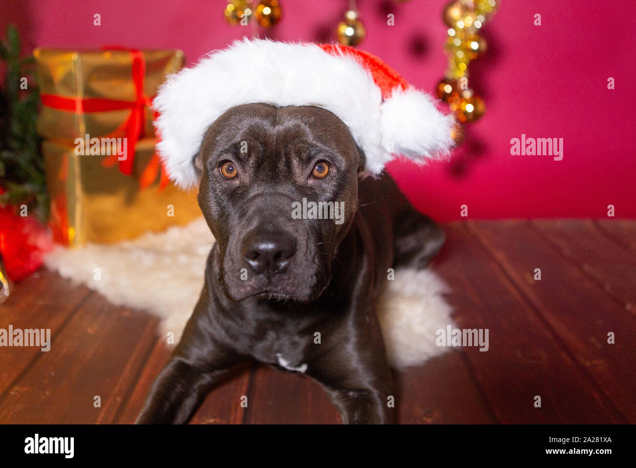 Sad pitbull hi-res stock photography and images - Alamy