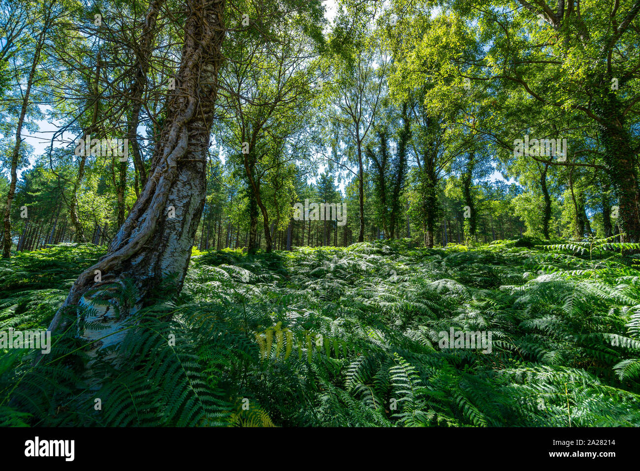 The New Forest National Park In the summer with the bright green trees ...