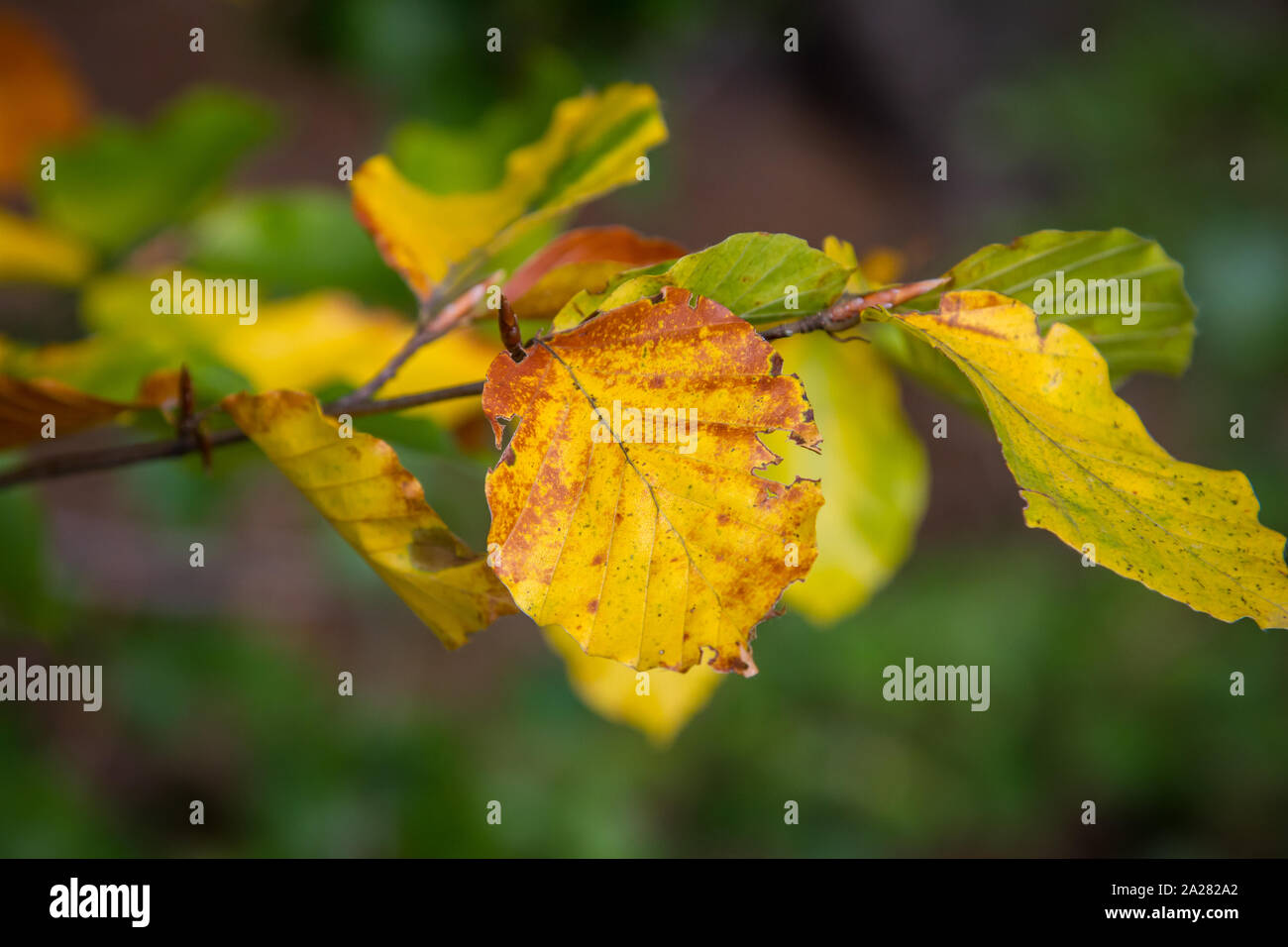 Foliage tree hi-res stock photography and images - Alamy
