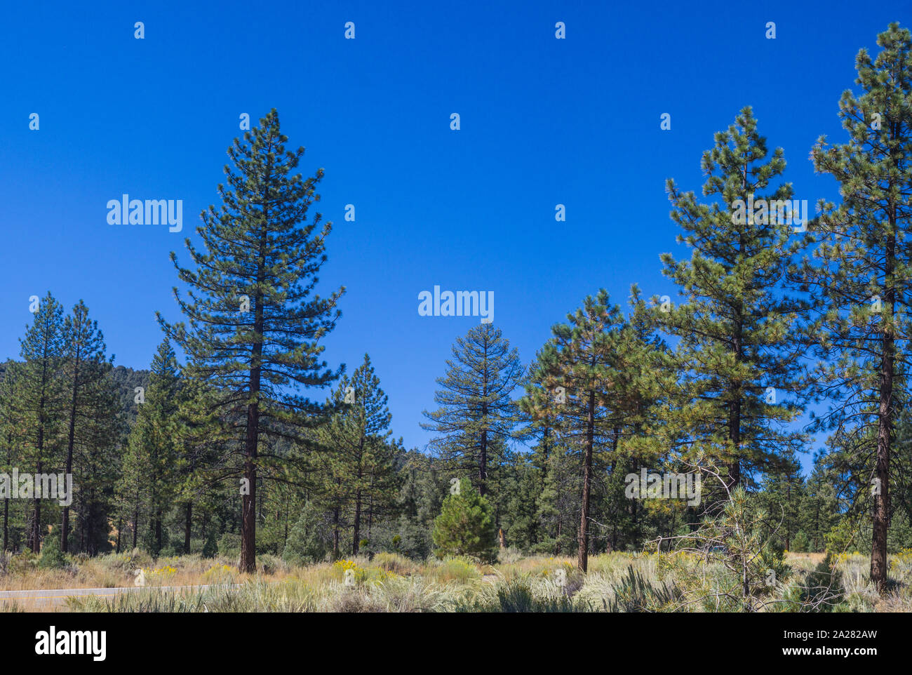 Tall trees surround hi-res stock photography and images - Alamy