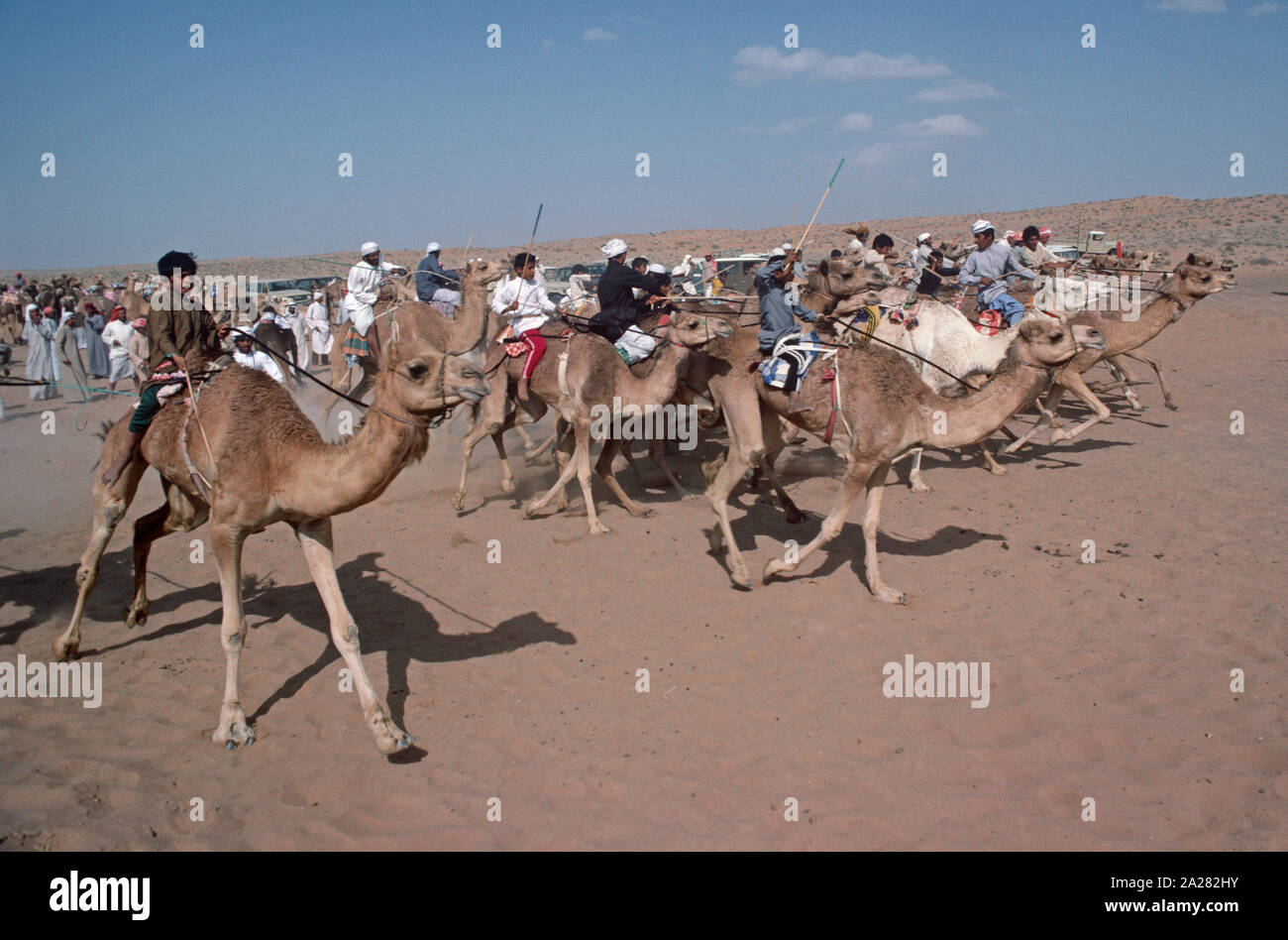Desert camel racing, Dubai, United Arab Emirates Stock Photo - Alamy