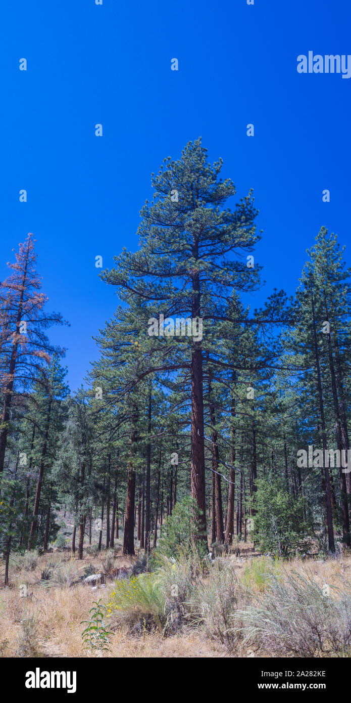 Protected forrest hi-res stock photography and images - Alamy