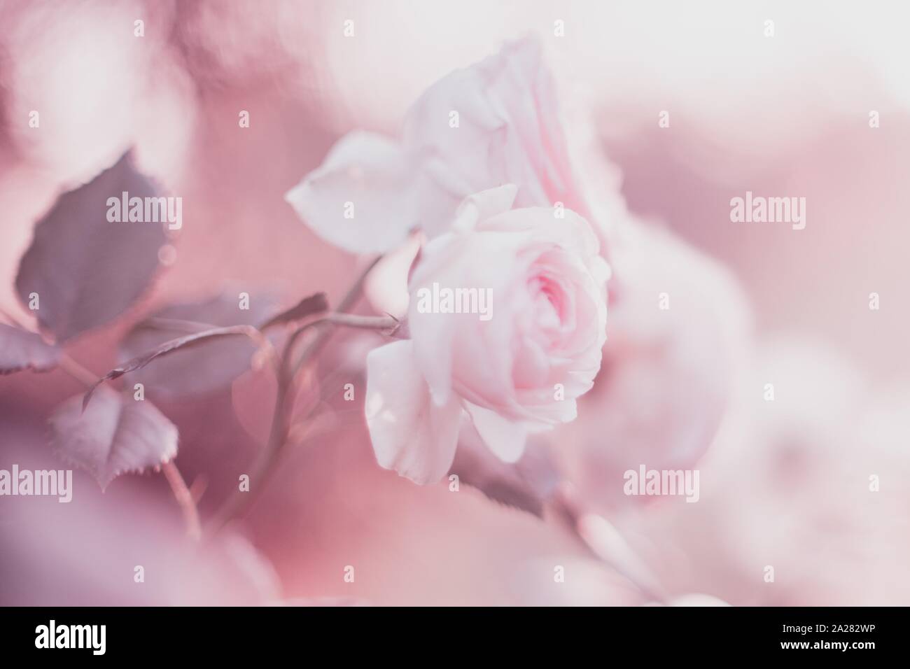 pale pink roses flowers bush grow in the garden Stock Photo - Alamy