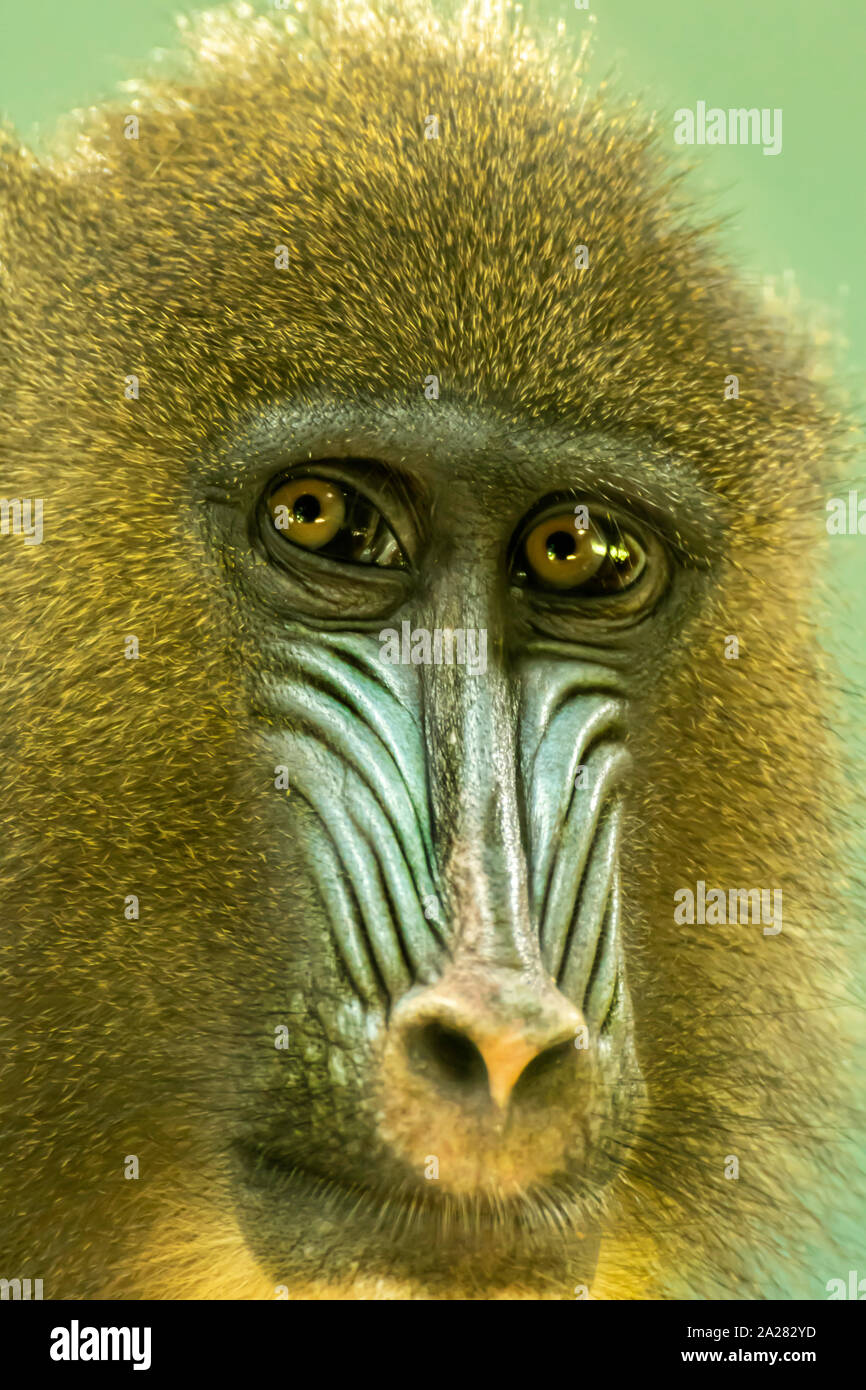 Mandrills in the wild hi-res stock photography and images - Alamy