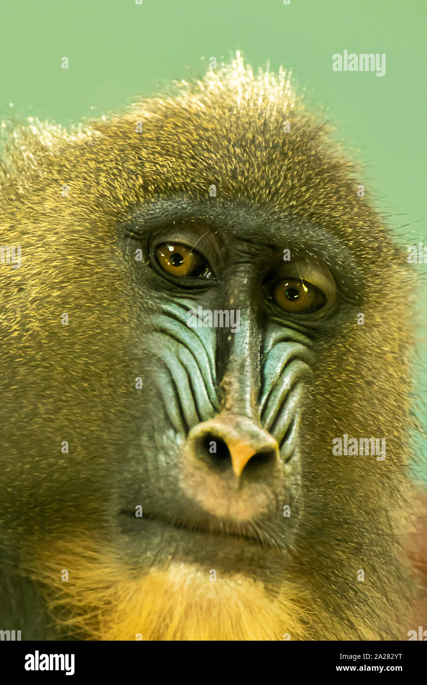 Mandrillus sphinx gabon hi-res stock photography and images - Alamy