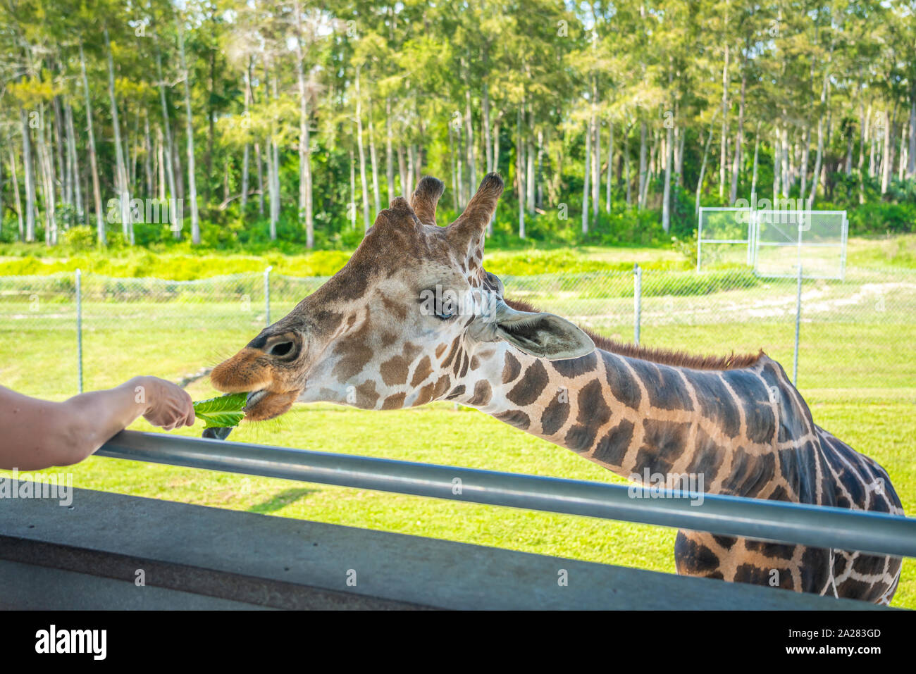 Hand feeding a giraffe hi-res stock photography and images - Alamy