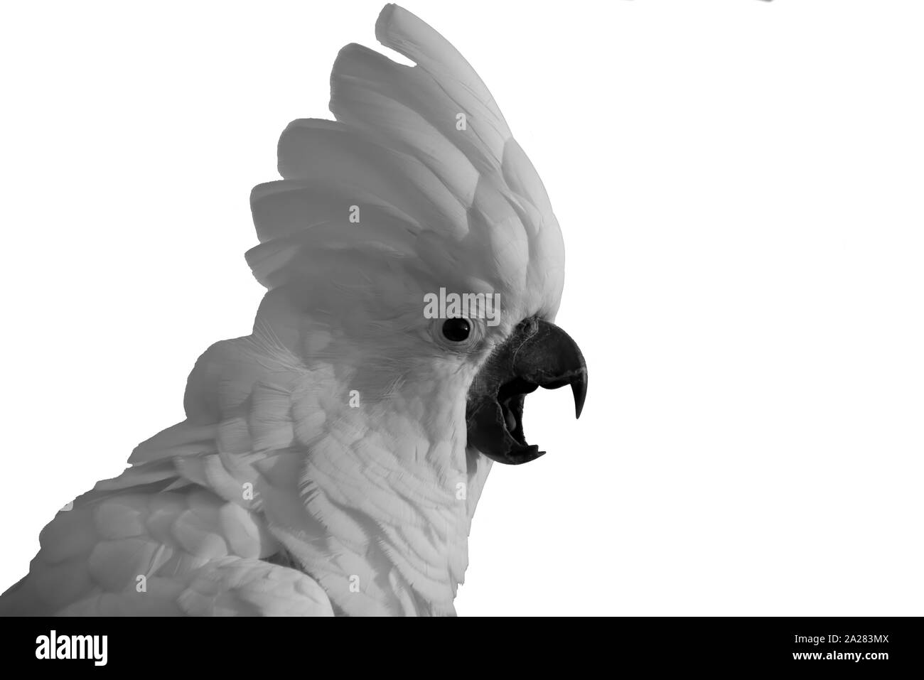 Red bird on white Black and White Stock Photos & Images - Alamy