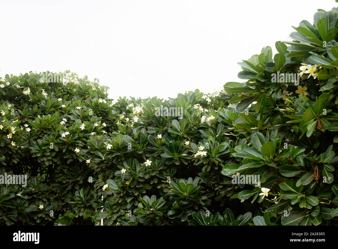 Champa Flower Tree High Resolution Stock Photography and Images - Alamy