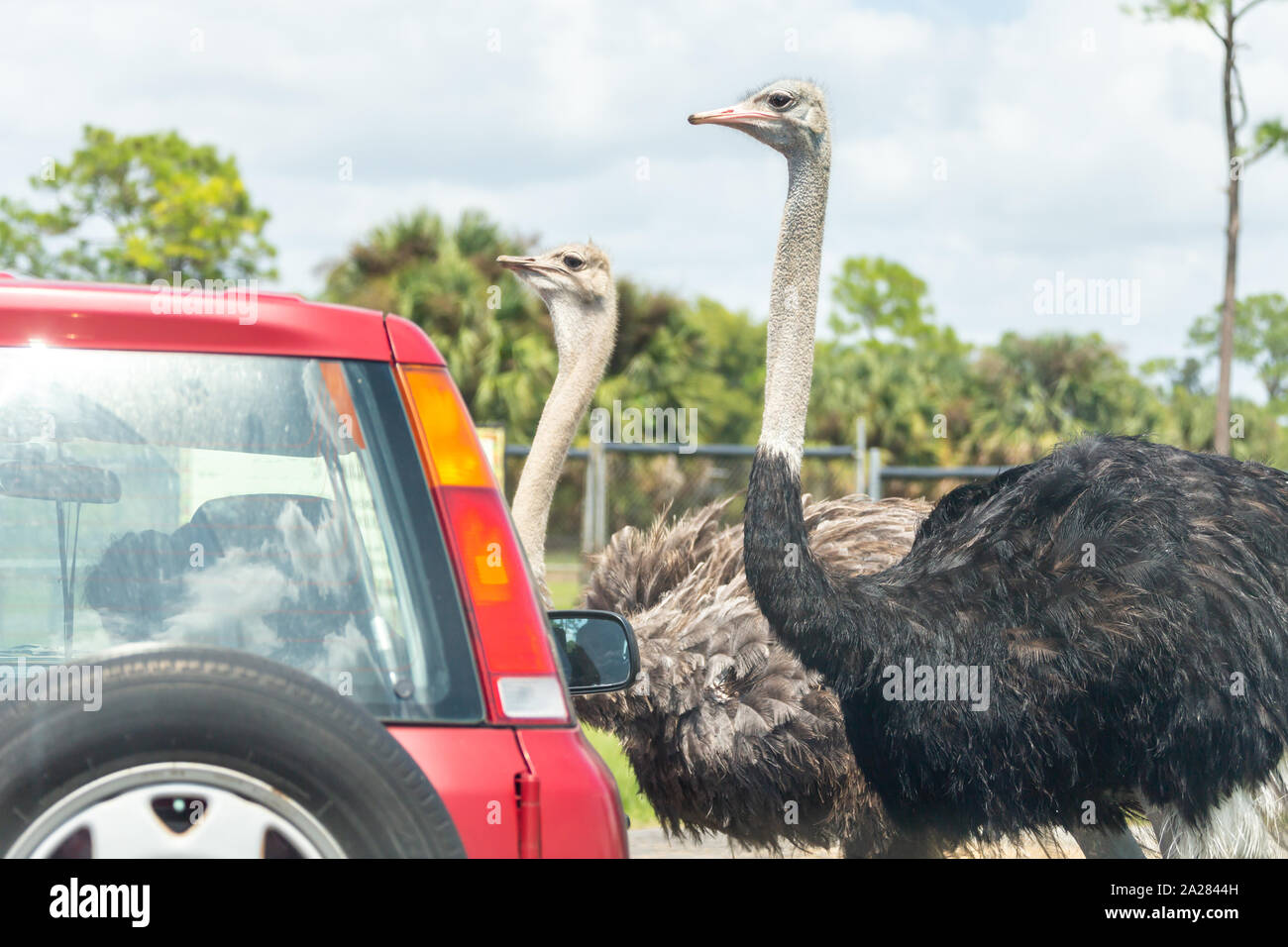 Safari drive through park. Cars driving near animals in cage free zoo ...