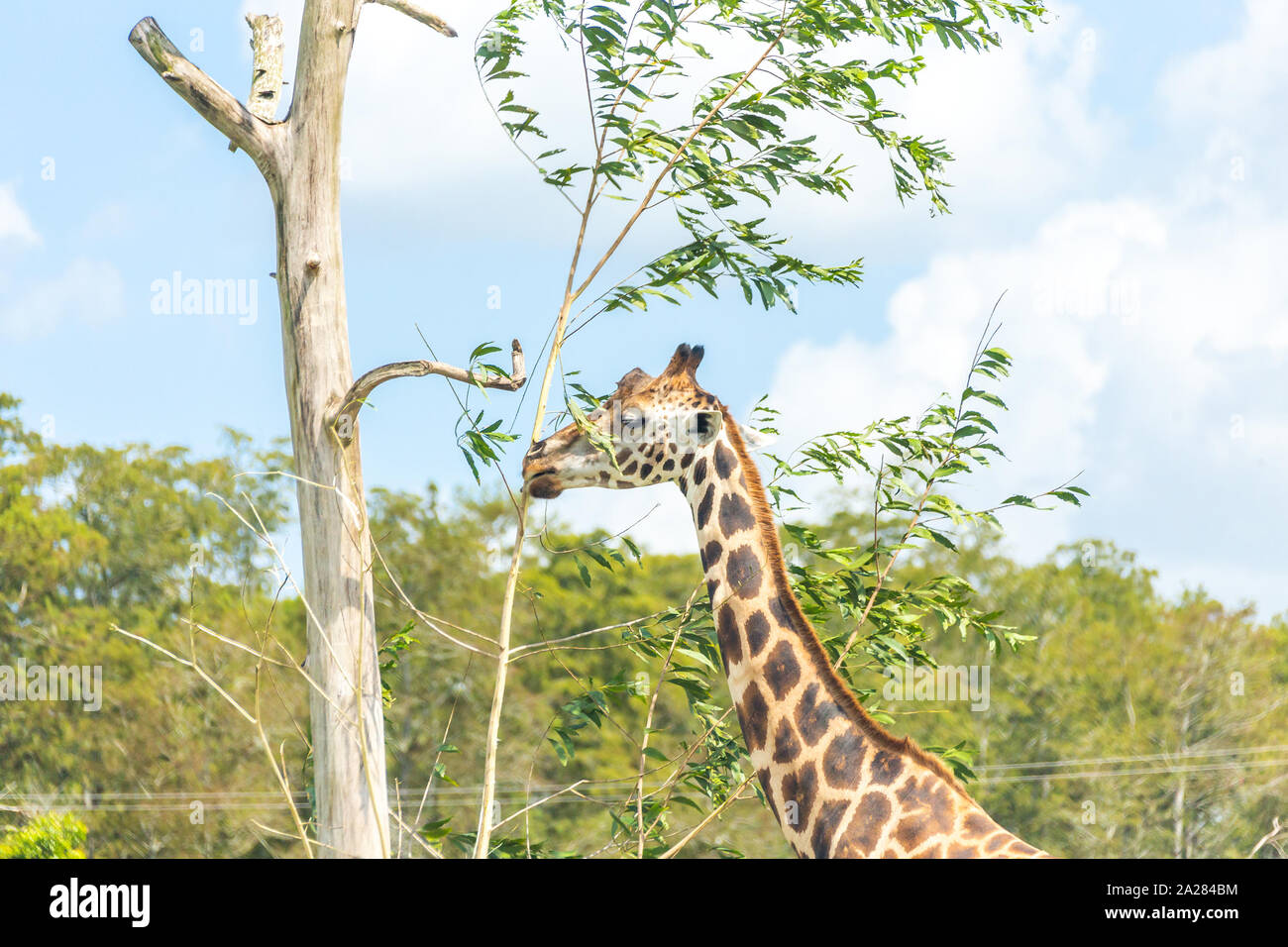 Giraffe eating leaves from tree Stock Photo - Alamy