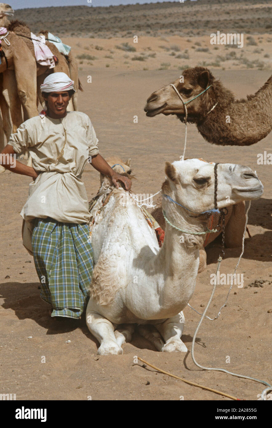 Desert camel racing, Dubai, United Arab Emirates Stock Photo - Alamy