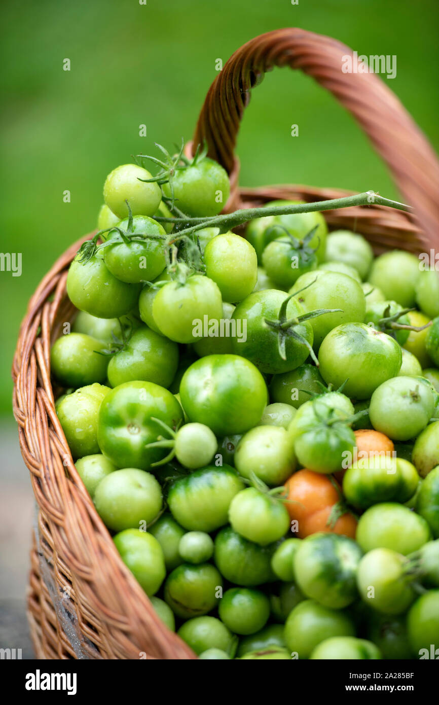 Unripened green tomatoes for making chutney UK Stock Photo - Alamy