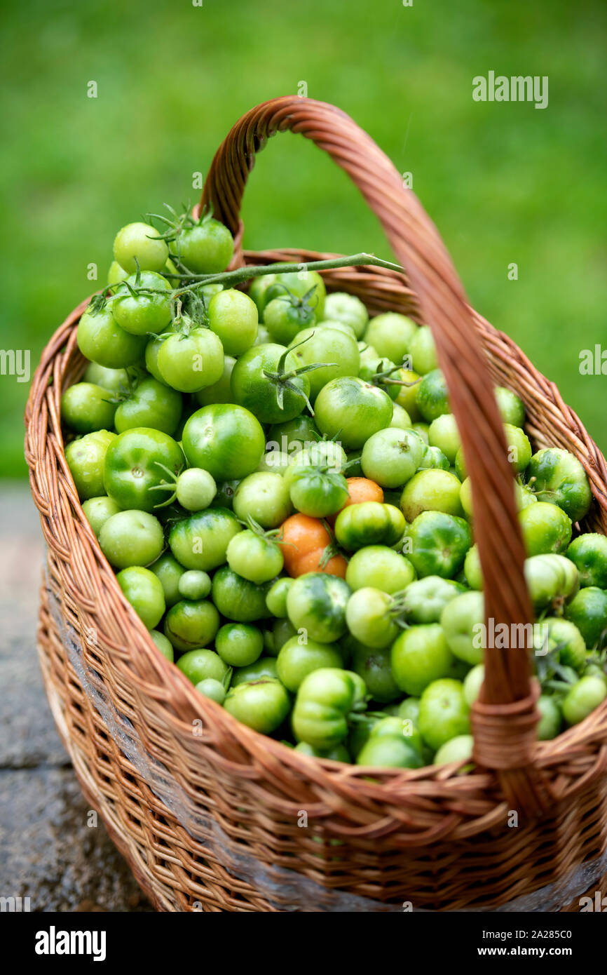 Unripened green tomatoes for making chutney UK Stock Photo - Alamy