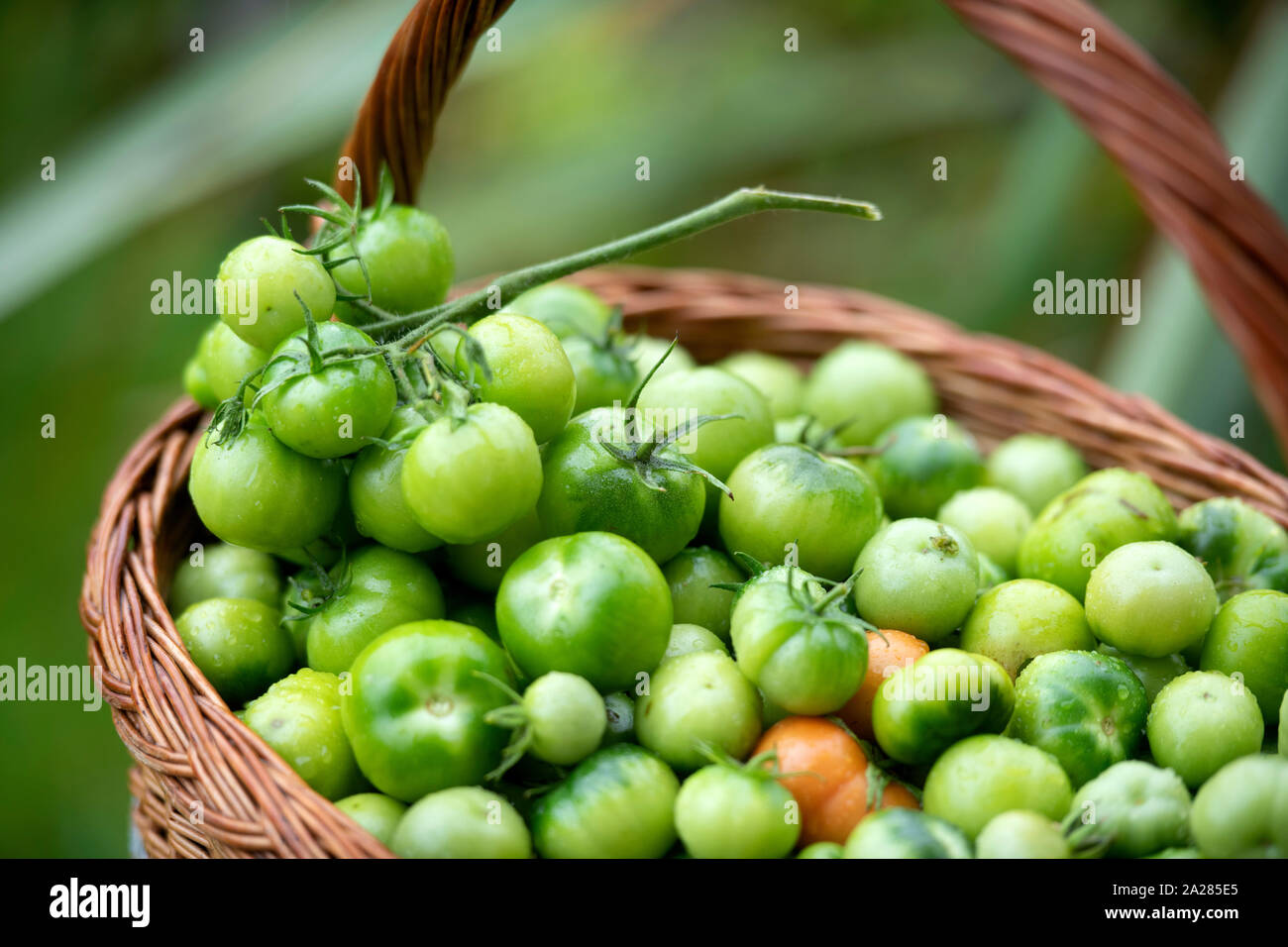 Unripened green tomatoes for making chutney UK Stock Photo - Alamy