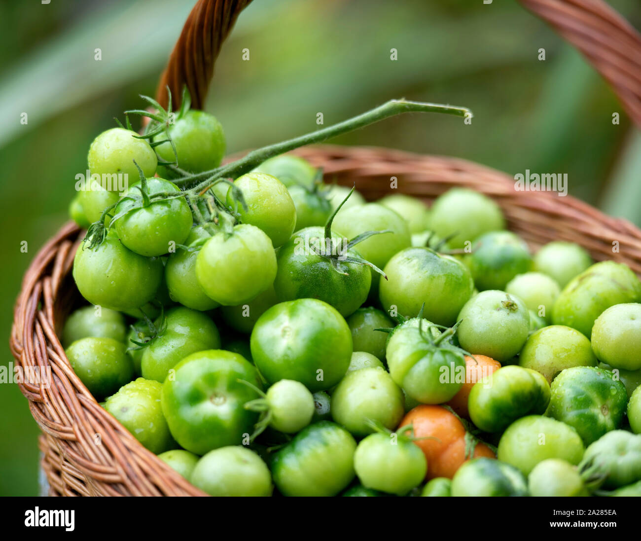 Unripened green tomatoes for making chutney UK Stock Photo - Alamy