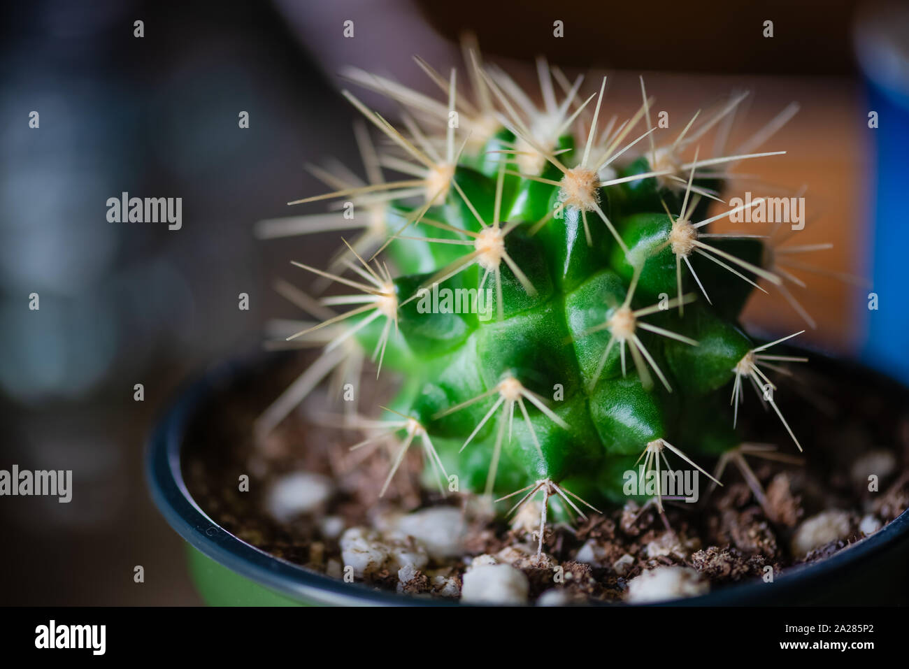 small prickly cactus in a pot plant natural botanic cacti thorns green ...