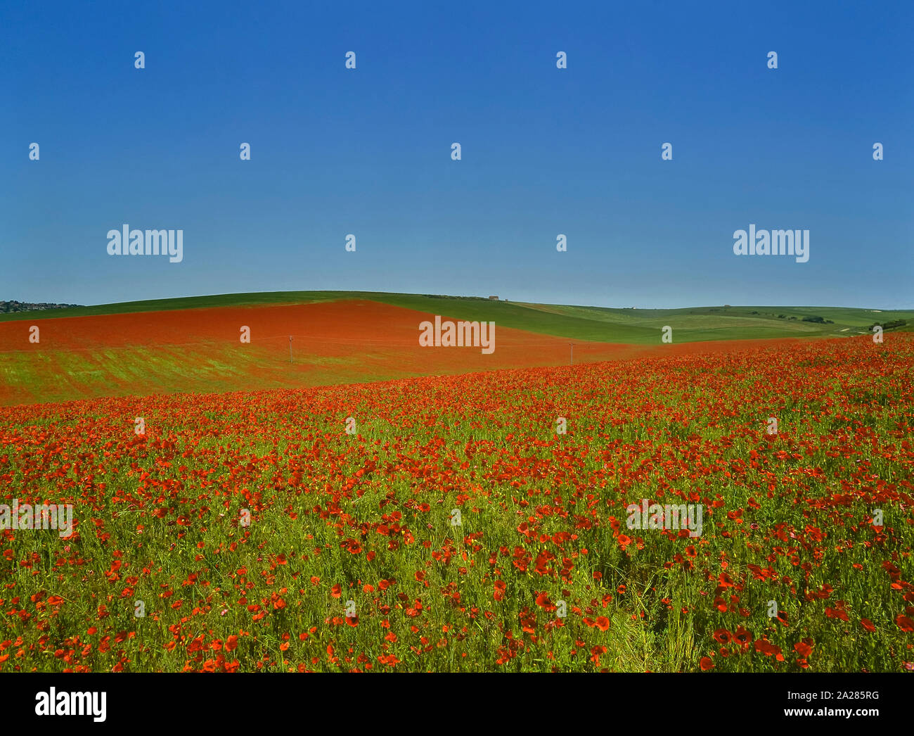 Red poppy fields. South Downs National Park. East Sussex. England. UK ...
