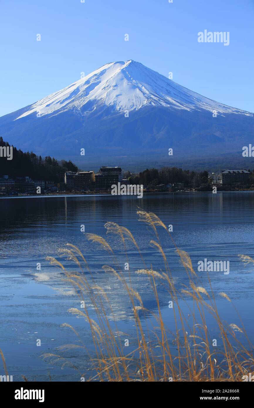 fuji background with the meadow grass in wind Stock Photo - Alamy