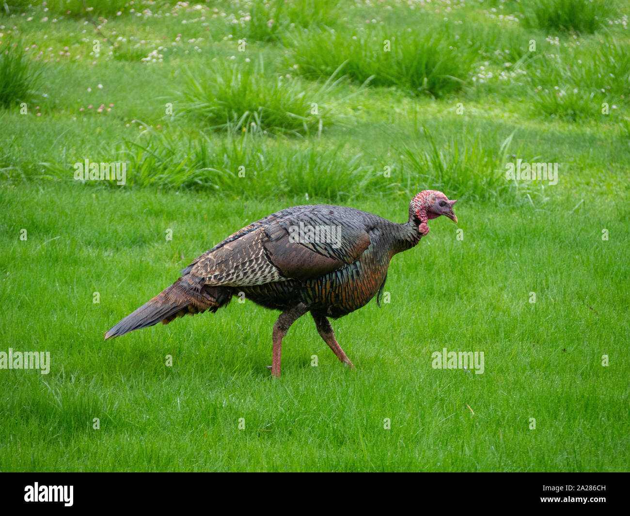 Turkey in short grass hi-res stock photography and images - Alamy