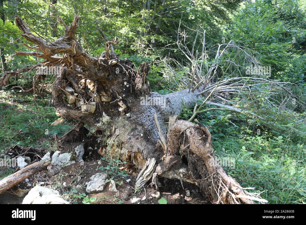 uprooted tree on mountain after the hurricane Stock Photo - Alamy
