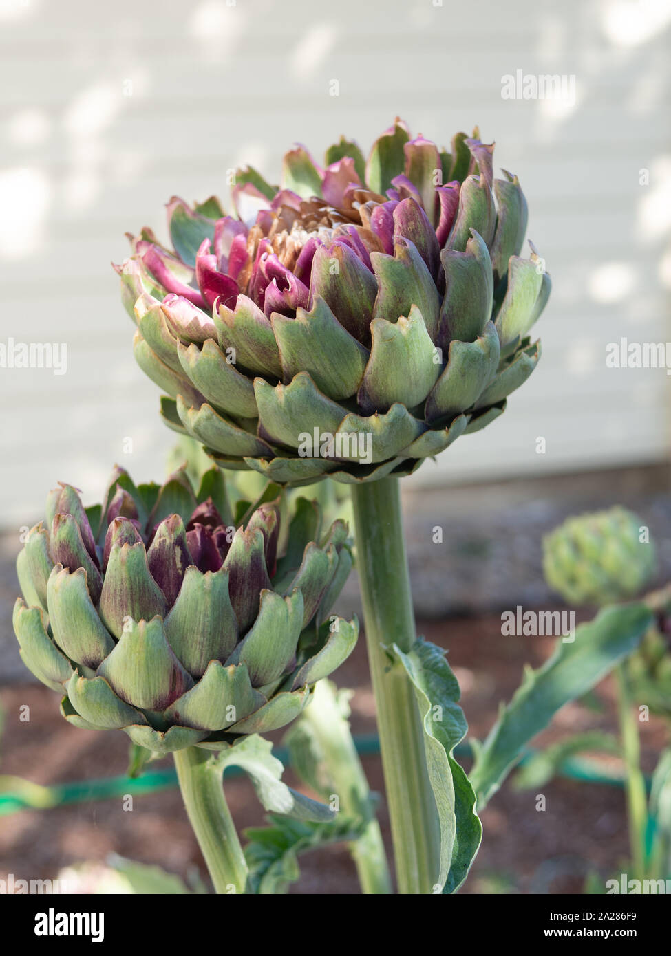 Two flowers hi-res stock photography and images - Alamy