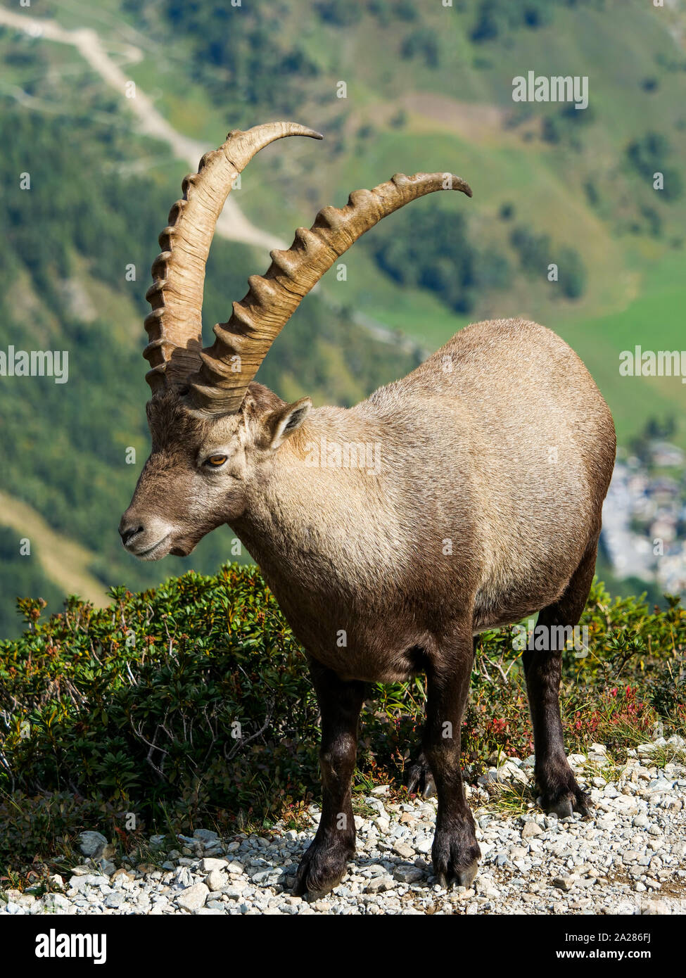 Alpine Ibex, Aiguilles Rouge massif, Chamonix Mont-Blanc, Haute-Savoie ...