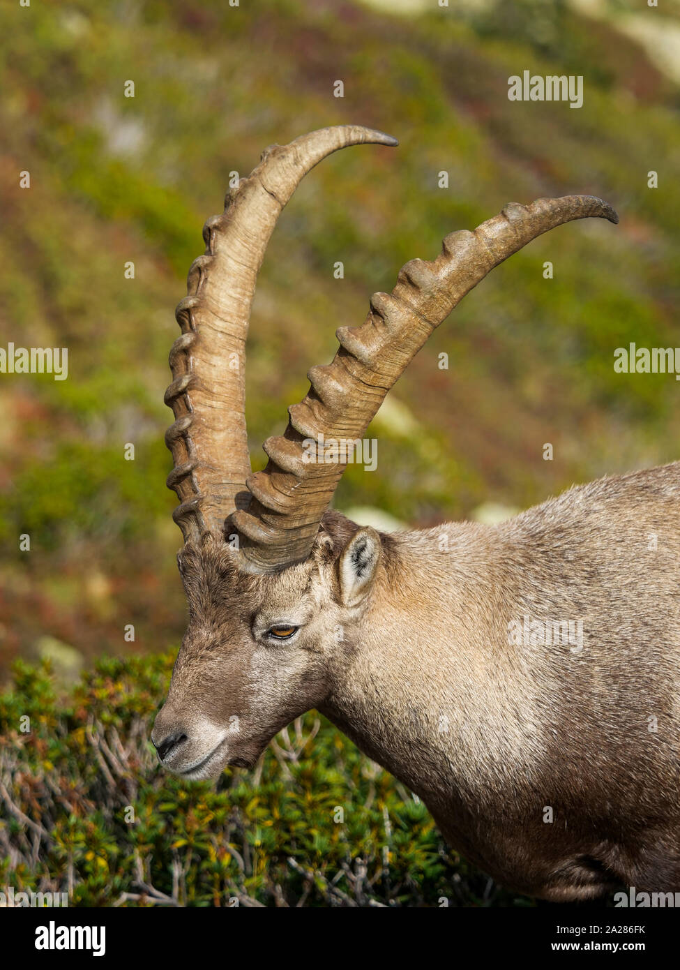 Alpine Ibex, Aiguilles Rouge massif, Chamonix Mont-Blanc, Haute-Savoie ...