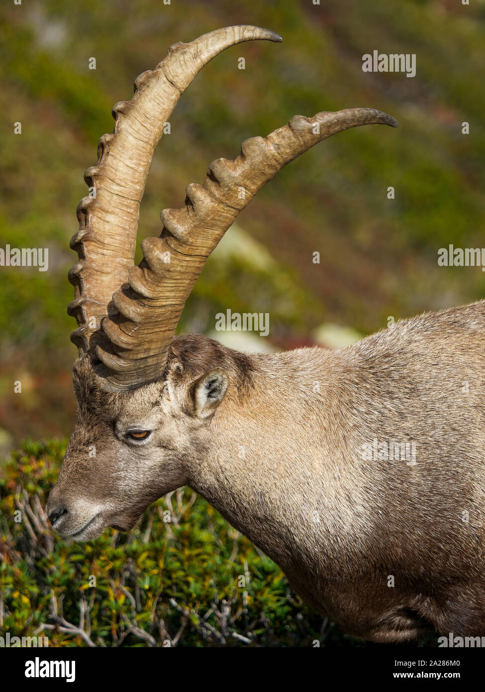 Alpine Ibex, Aiguilles Rouge massif, Chamonix Mont-Blanc, Haute-Savoie ...