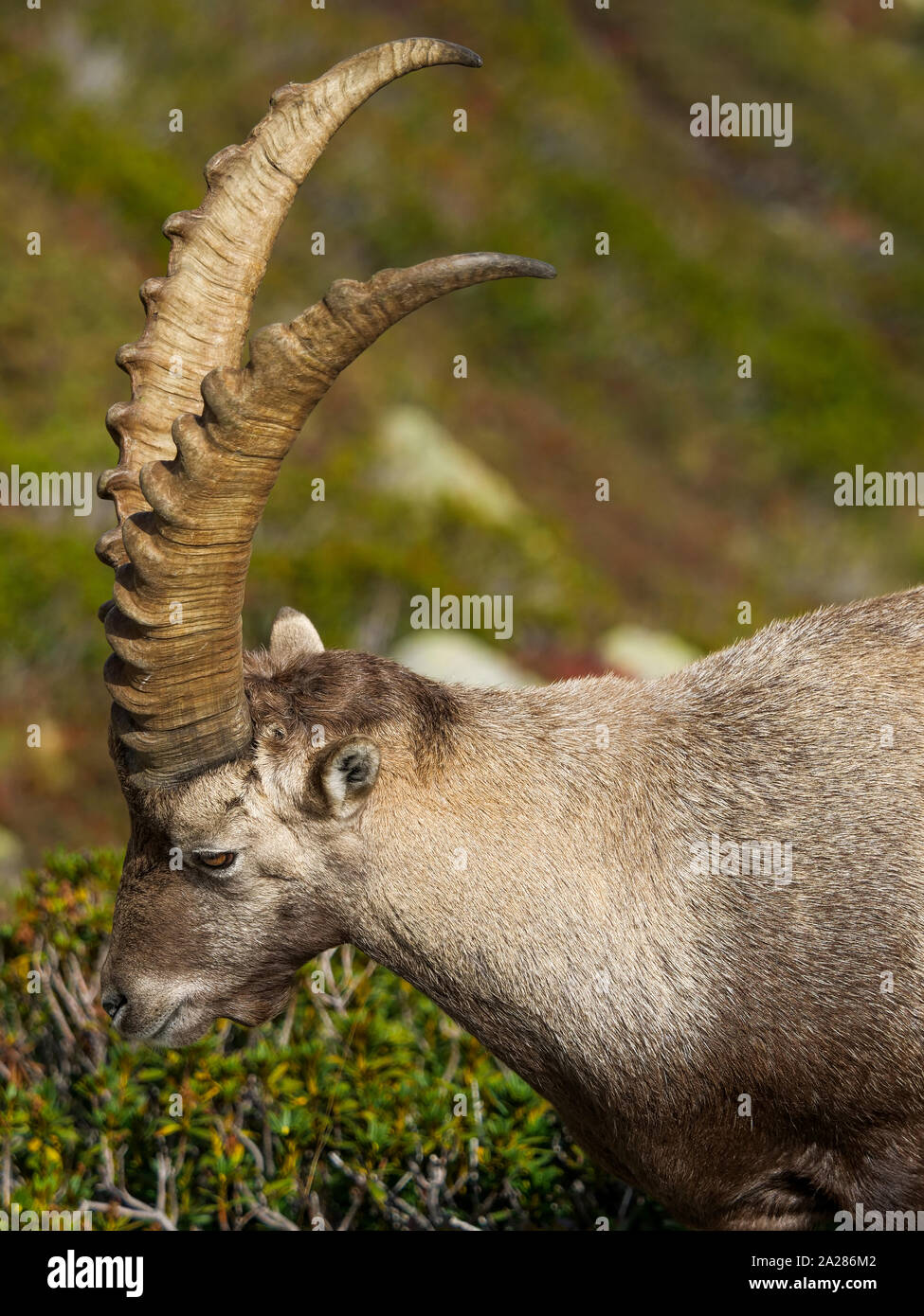 Alpine Ibex, Aiguilles Rouge massif, Chamonix Mont-Blanc, Haute-Savoie ...
