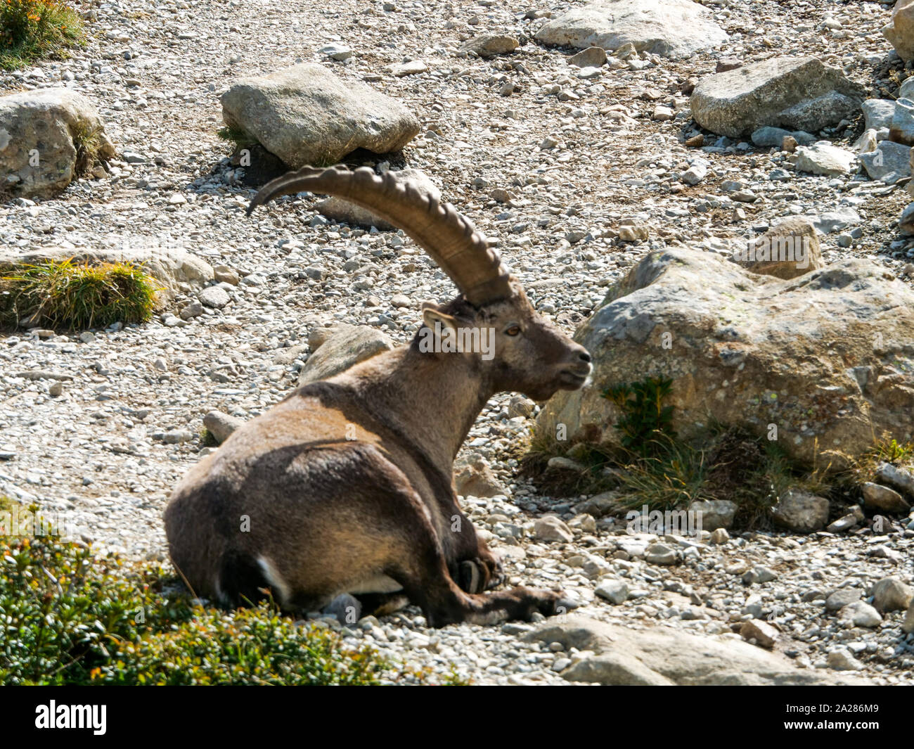 Alpine Ibex, Aiguilles Rouge massif, Chamonix Mont-Blanc, Haute-Savoie ...