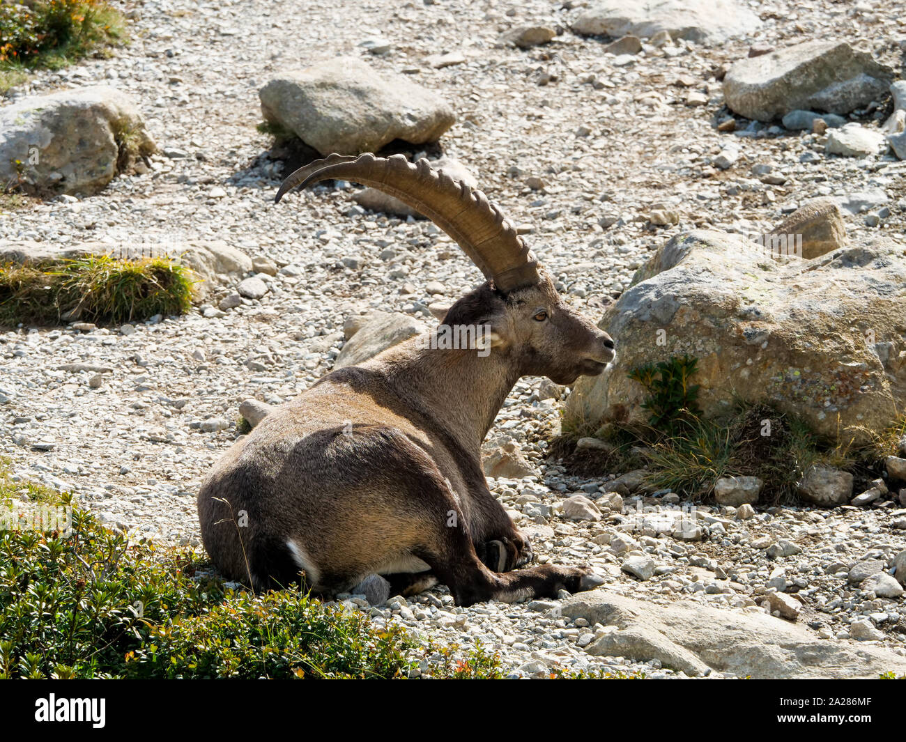 Alpine Ibex, Aiguilles Rouge massif, Chamonix Mont-Blanc, Haute-Savoie ...