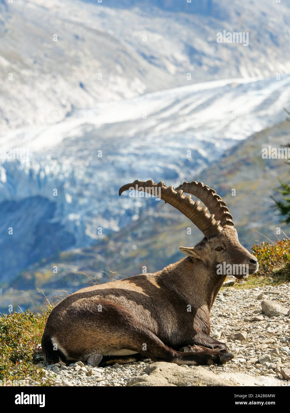 Alpine Ibex, Aiguilles Rouge massif, Chamonix Mont-Blanc, Haute-Savoie ...